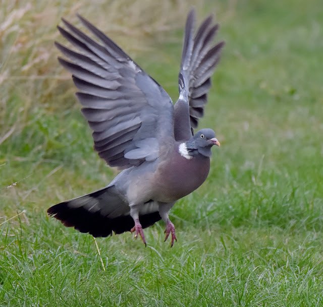 Carl Bovis Nature Photography: Osprey at Shapwick Heath!