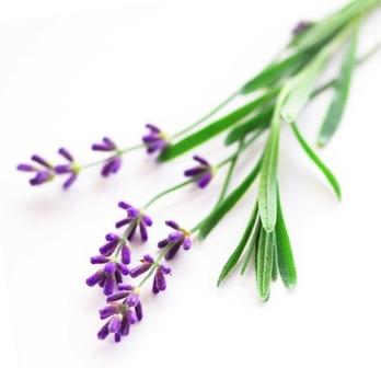 Herberia del Corso: La lavanda dai mille prodigi