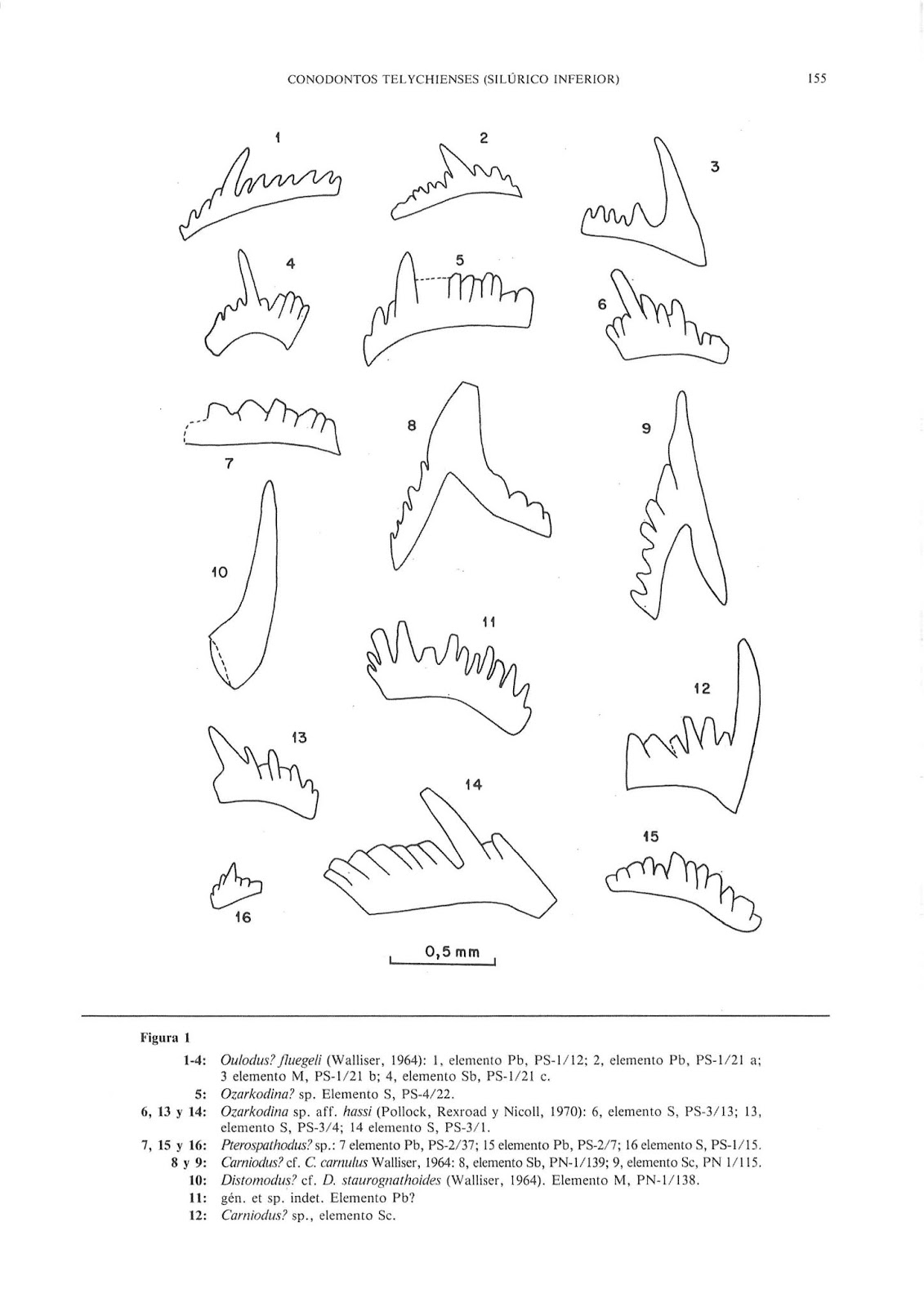 GEOLOGÍAS DE EXTREMADURA: "Conodontos telychienses (Silurico inferior ...