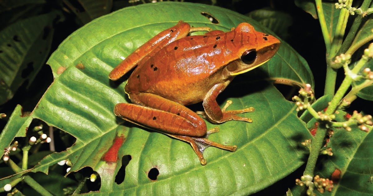 Jardim Botânico Municipal de Bauru: Exposição fotográfica: Sapos, Rãs e ...