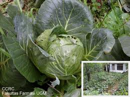 44+ Gambar Makanan Rosak - Makanan Khas Indonesia