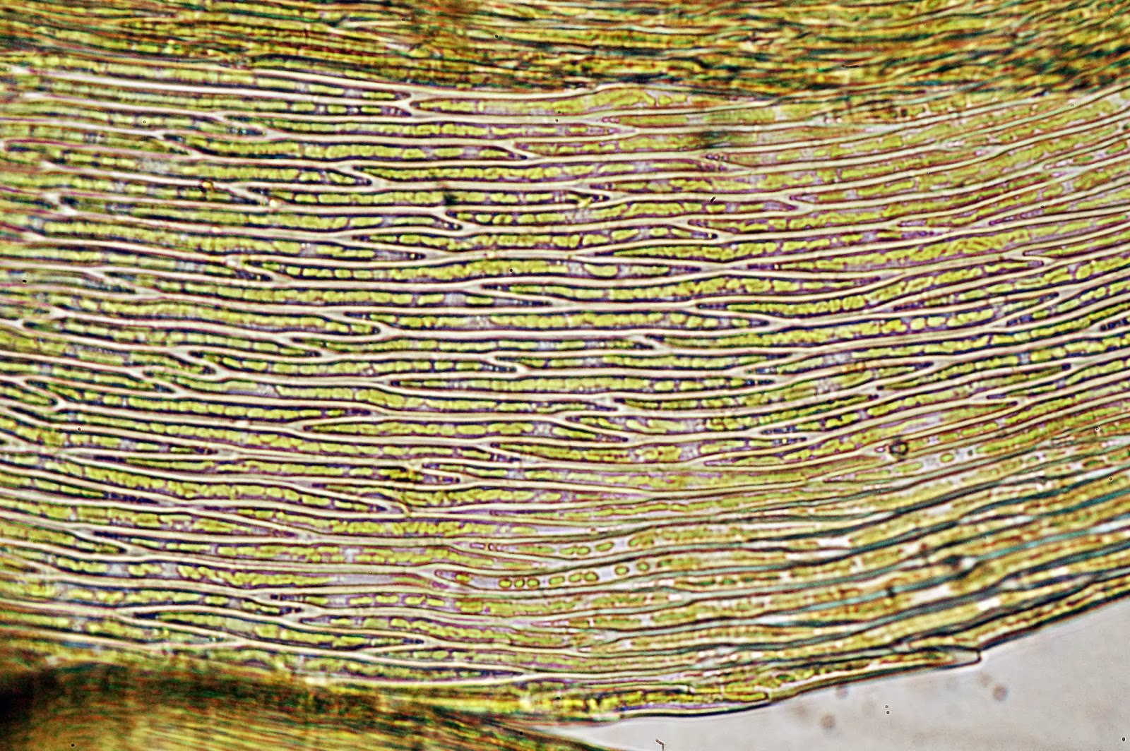 Botany Professor: Mosses of Central Florida 4. Isopterygium tenerum