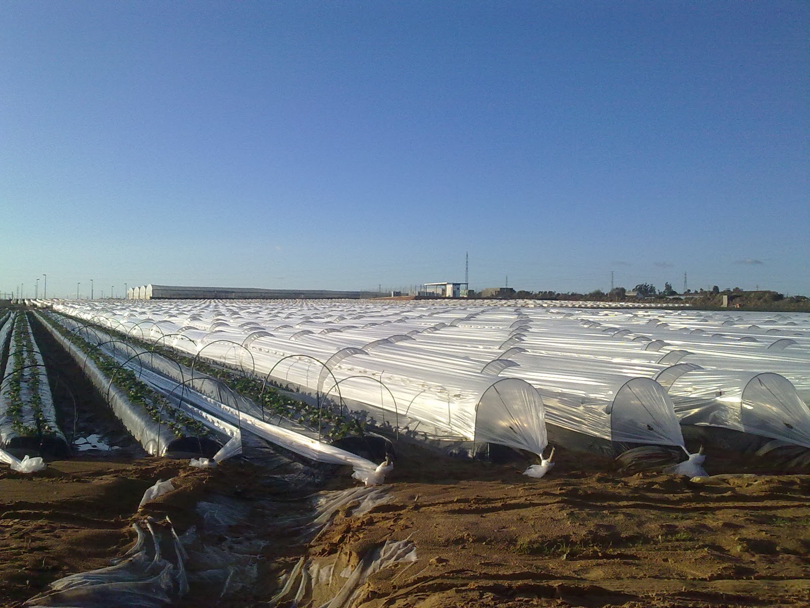 LEPE. Tal y como es.: LEPE Y SU AGRICULTURA. El salto de los cultivos ...