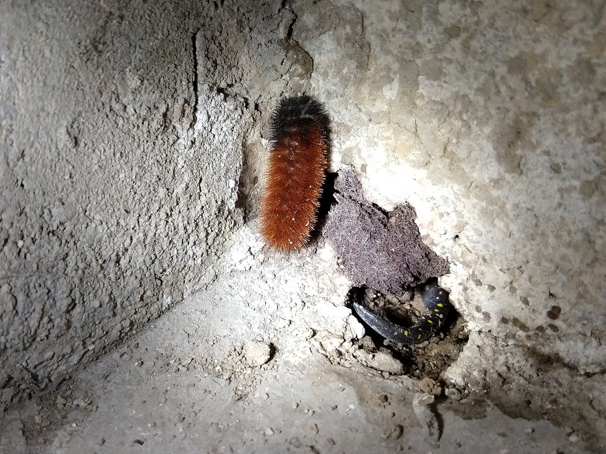 Woods Walks and Wildlife: 2017