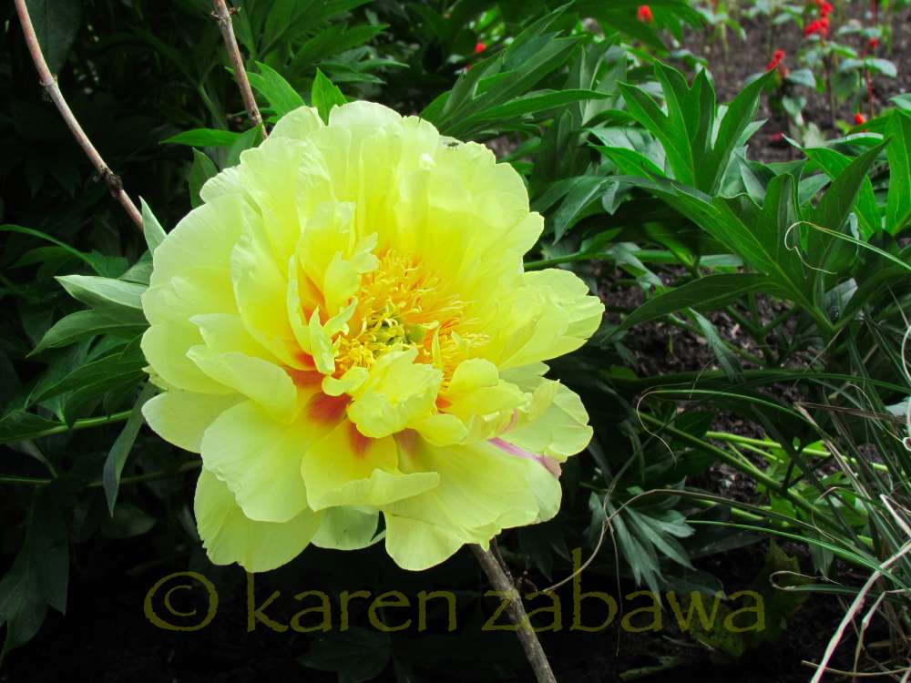 Brueckner Rhododendron Gardens: Yellow Tree Peony, Yellow Austin Roses ...