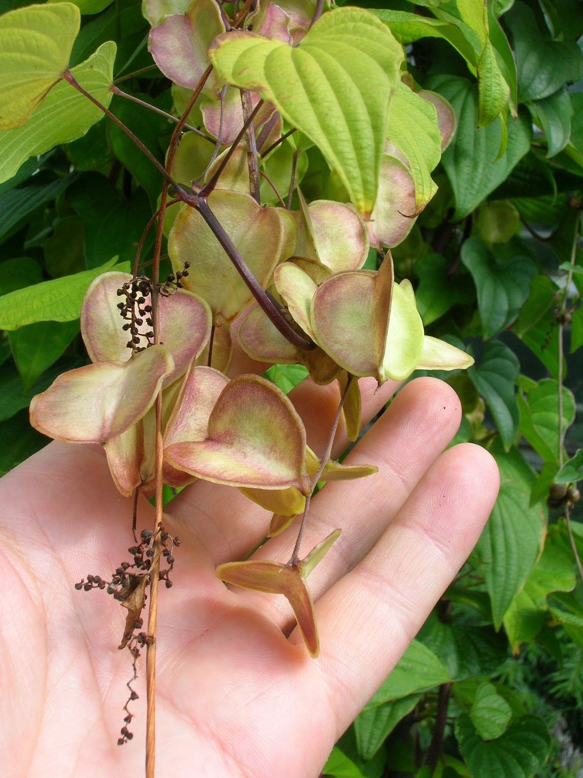 I Think, Therefore I Yam