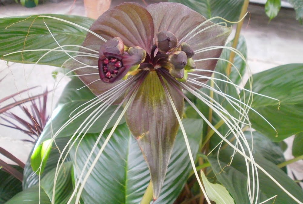 Tacca - Flowers