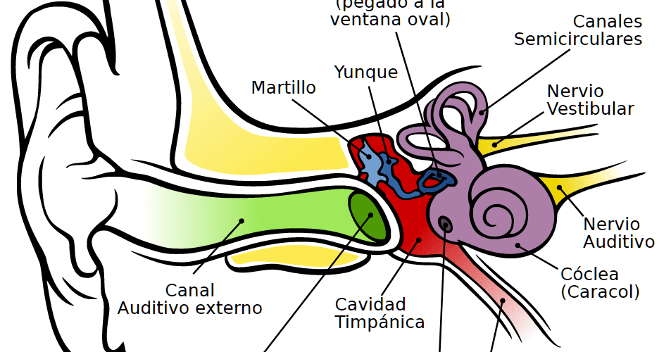 Cómo usar el otoscopio rápido y fácil | Dr. Alberto Sanagustín