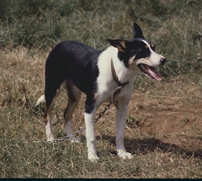 Woolshed 1: Farm working Dogs in New Zealand. 2. Buying a dog.