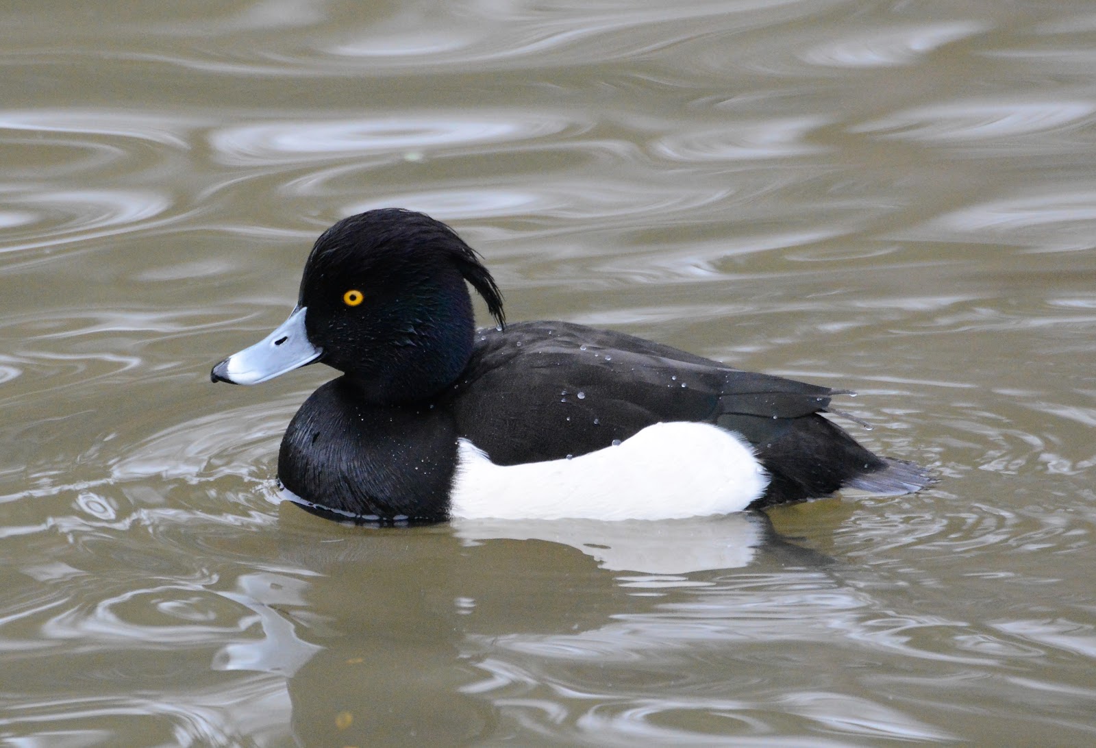 Probirder: Tufted Duck is a great looker