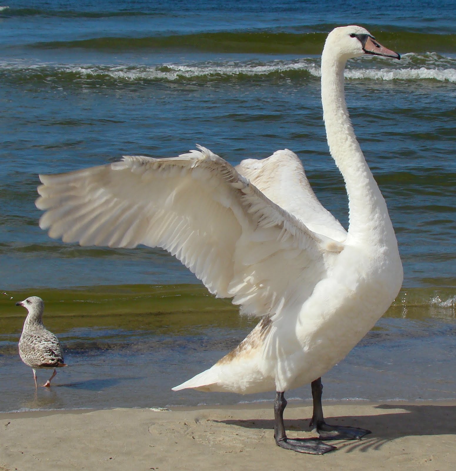 ANIMAL WORLD TokTil: Animal World - All About Swan