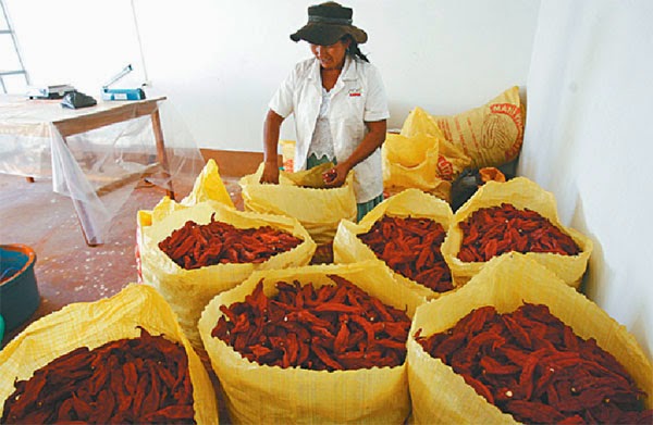Ají colorado, la oferta peruana supera a la nacional | AGRONOMIA