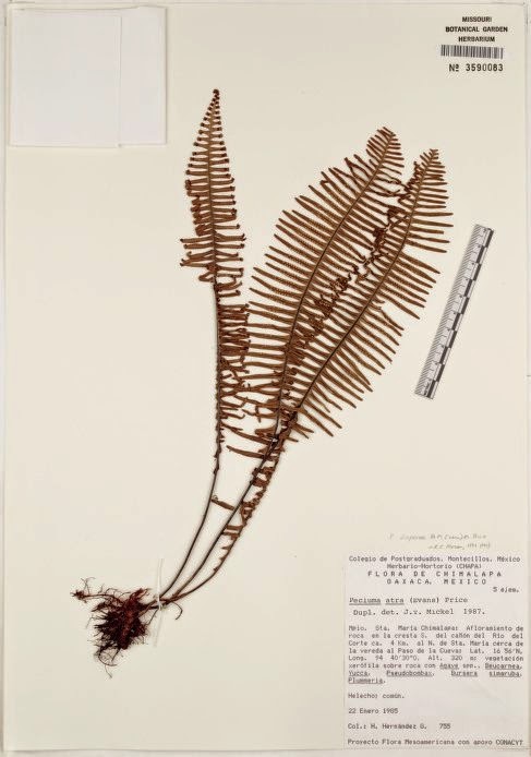 Flora de Puerto Rico Ilustrada Papo Vives: FERN POLYPODIACEAE PECLUMA ...
