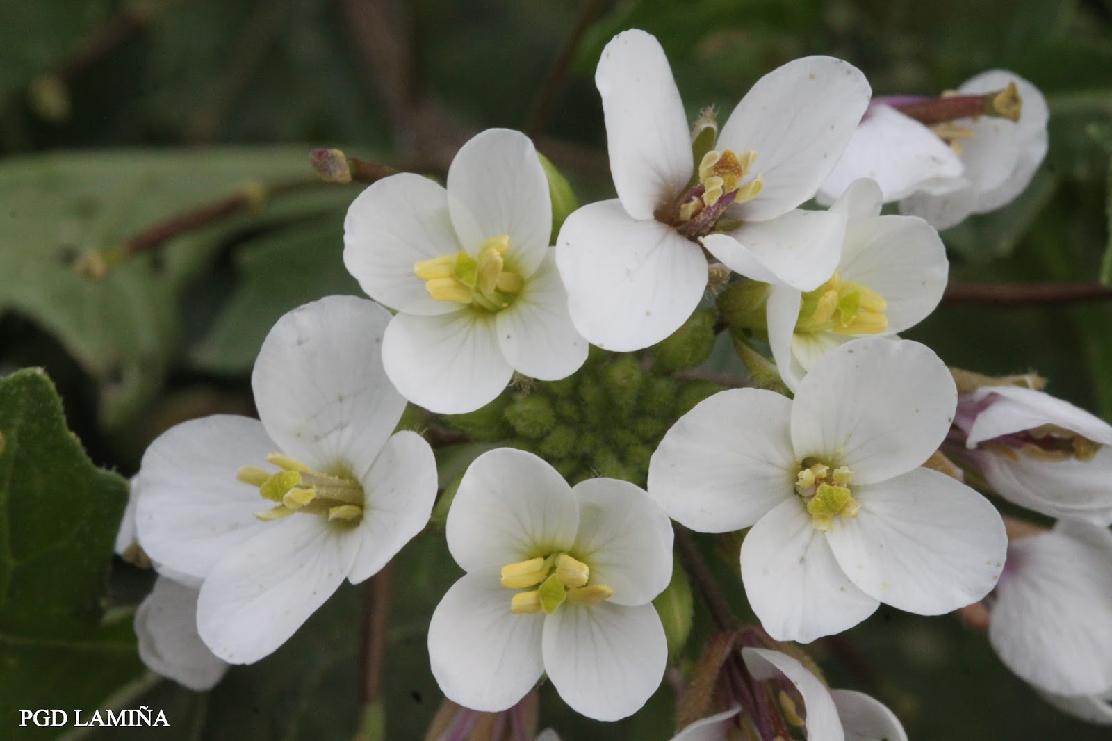 DIPLOTAXIS ERUCOIDES. rabaniza o jaramago.