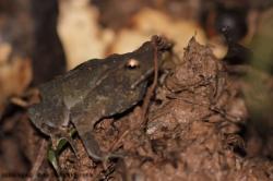 Turismo y Cultura Amazónica: De sapo a sapa. Descubren en el Perú un ...