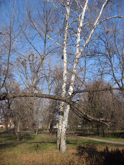 Pictures From My Places: Wrestler tree
