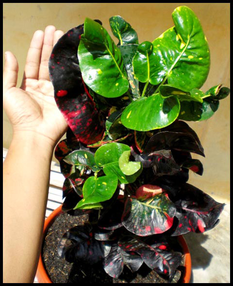 Tukang Taman Makassar Gapura seni: Tanaman Hias