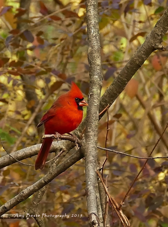 Through Amy's Eyes - Photography by Amy Beste: The Little Red Messenger