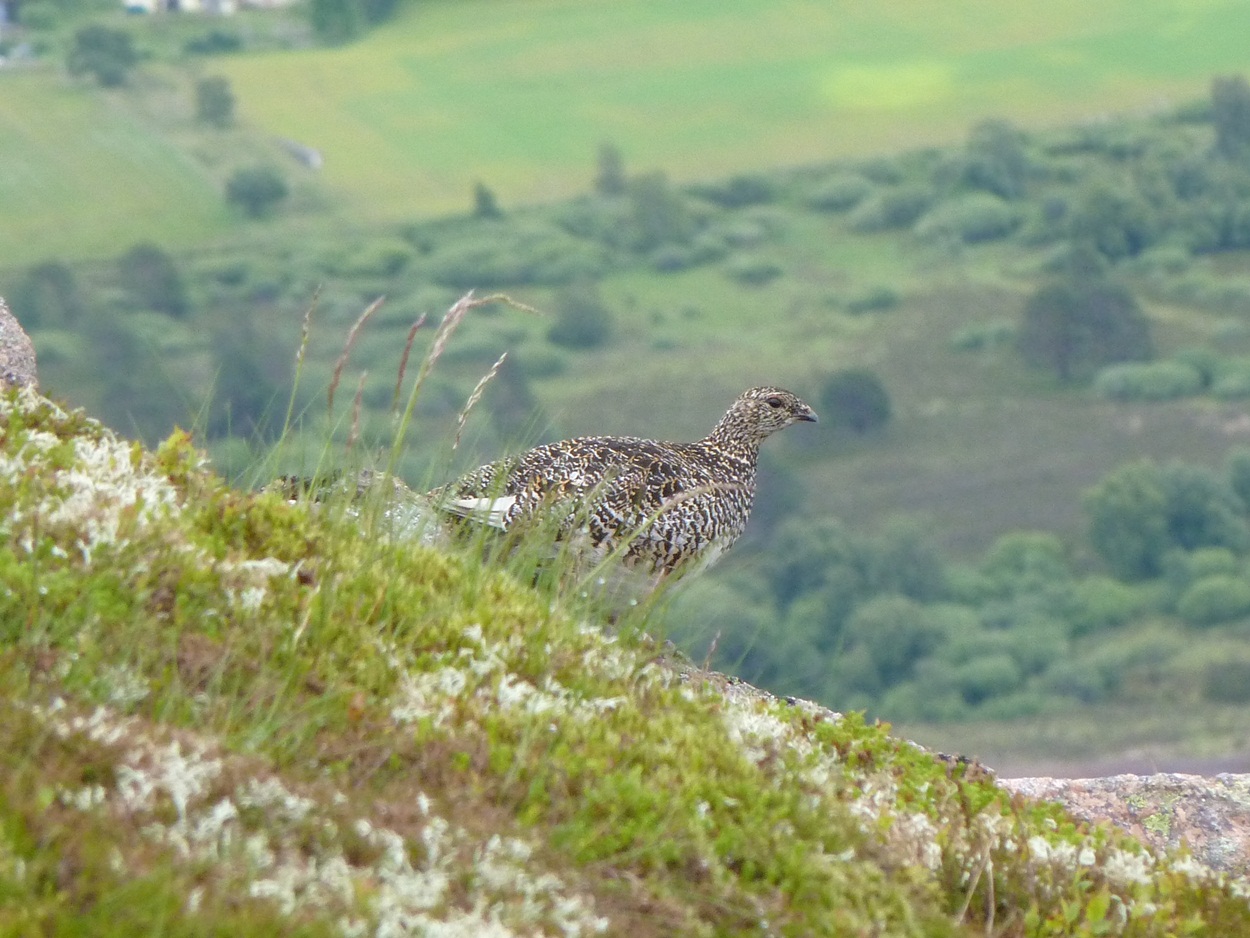 Dale & Nicky OE: July 2012
