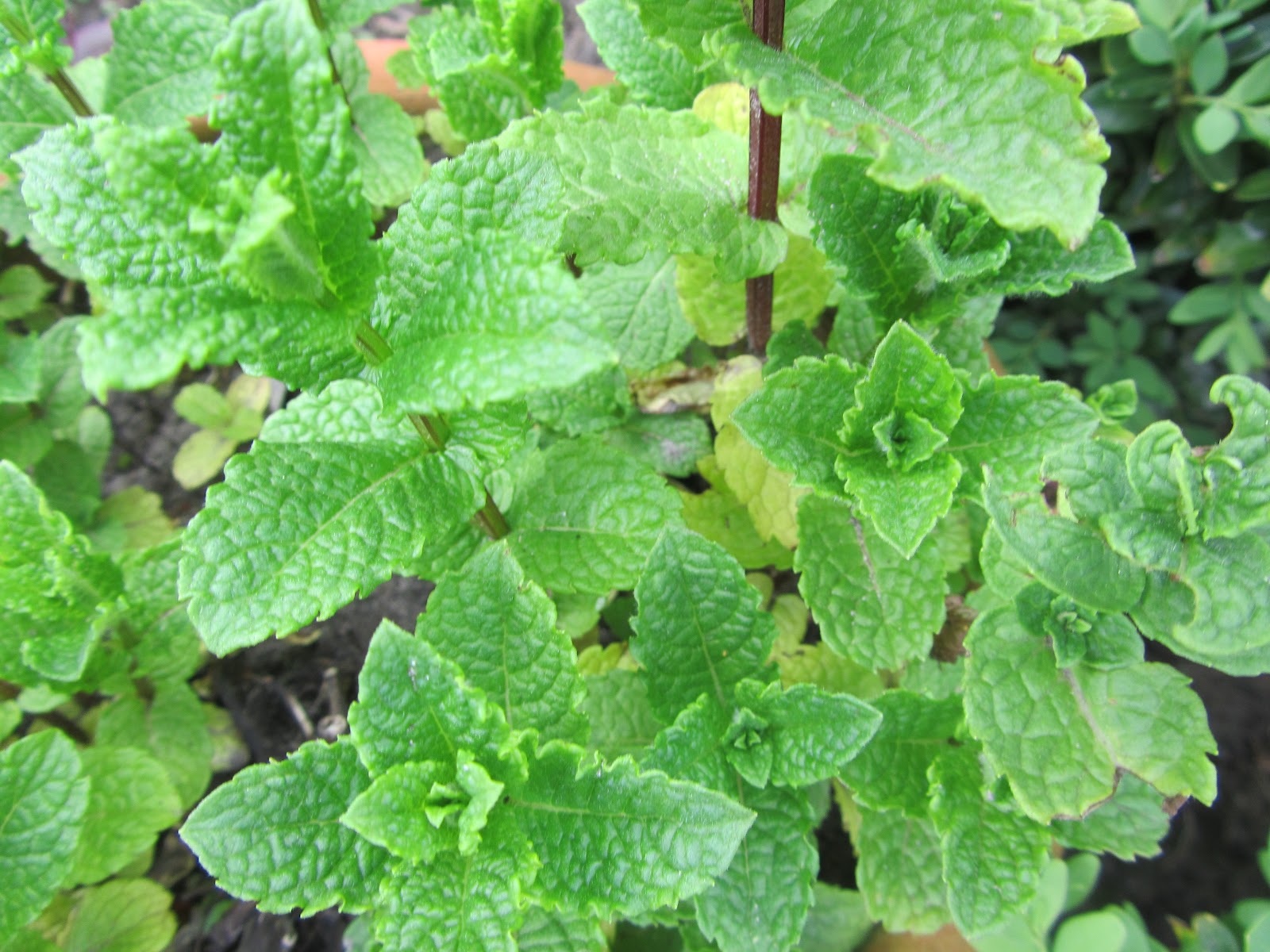 De Groene Hof: Marokkaanse munt