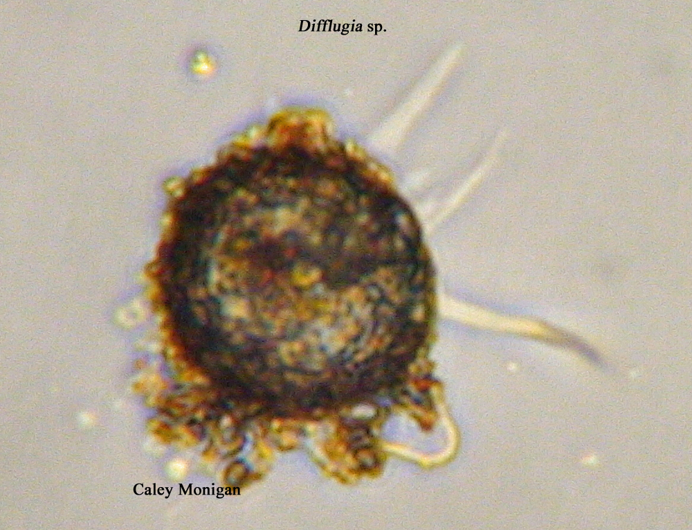 Skittle Safari Botany