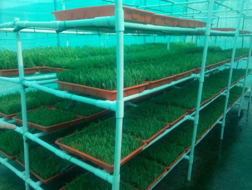 Chennai Hydroponics: Hydroponic fodder for poultry.