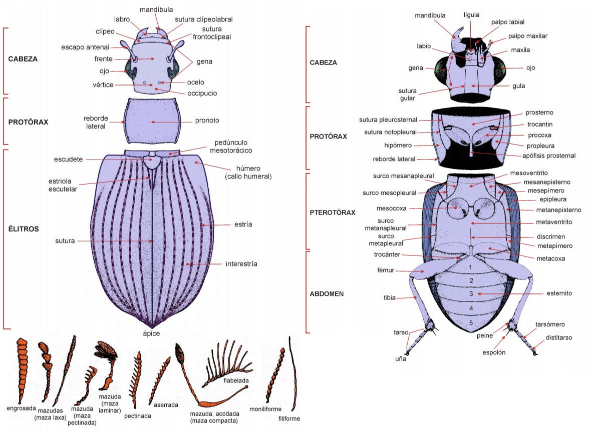 ENTOMOLOGIA "ORDENES DE INSECTOS": ORDEN COLEOPTERA