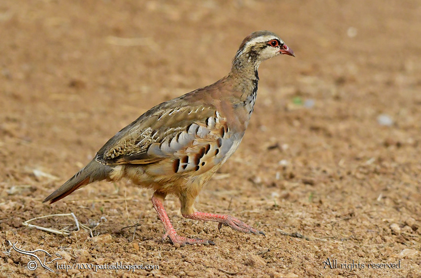 WILDLIFE GATEWAY: Perdrix rouge