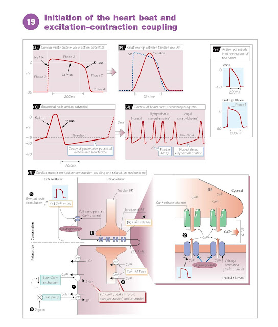 Initiation Of The Heart Beat And Excitation Contraction Coupling ...