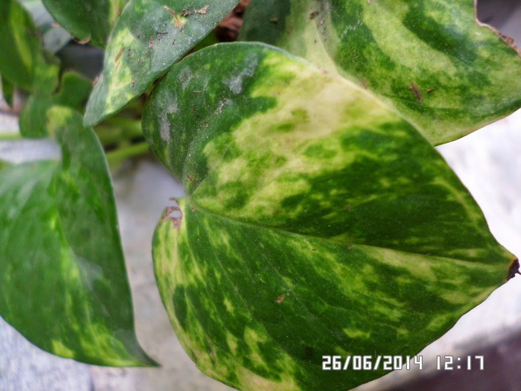 Taman Photo Ku: Sirih Belanda