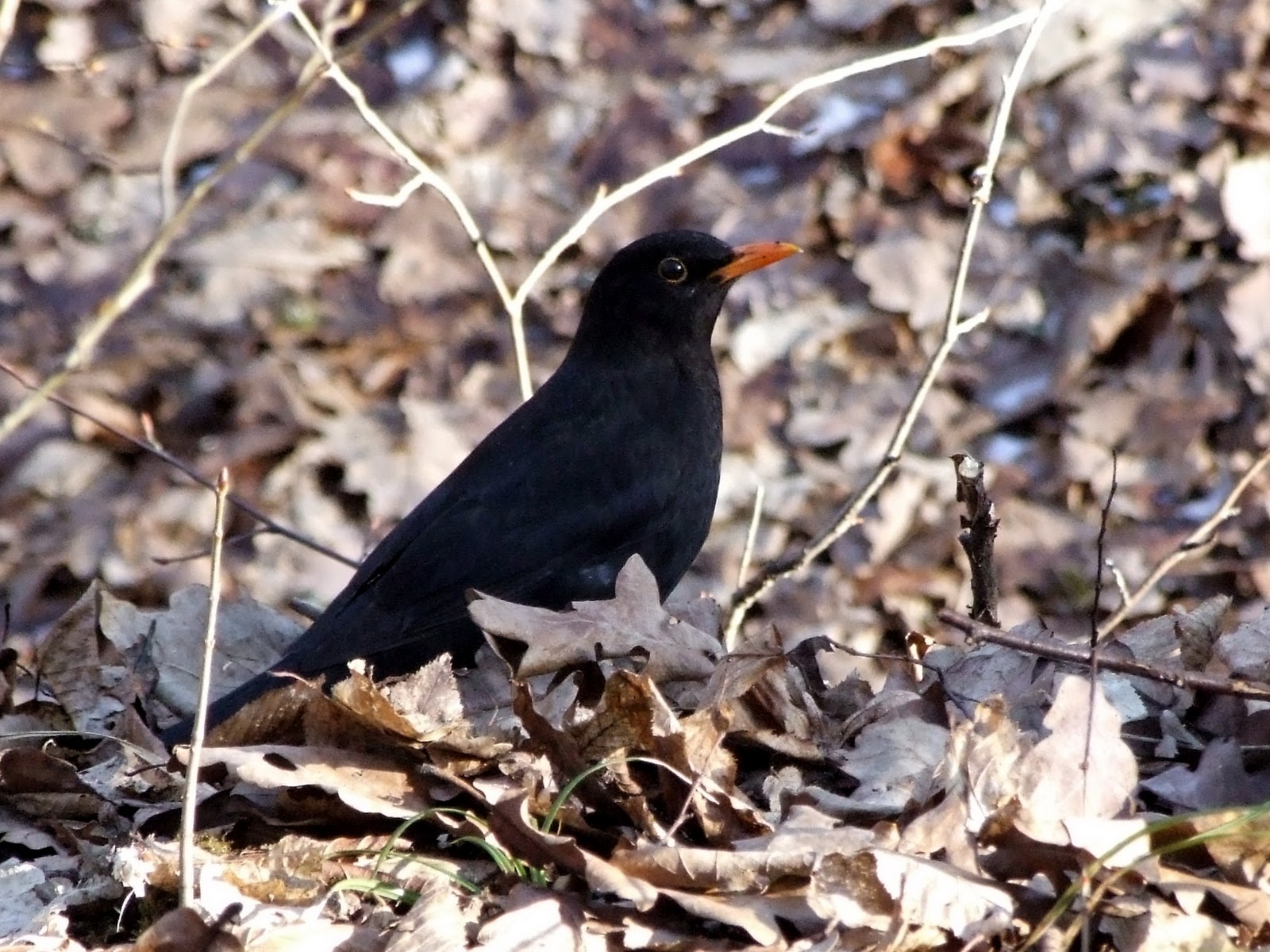 Lumea vieţuitoarelor: Mierla neagră ( Turdus merula )