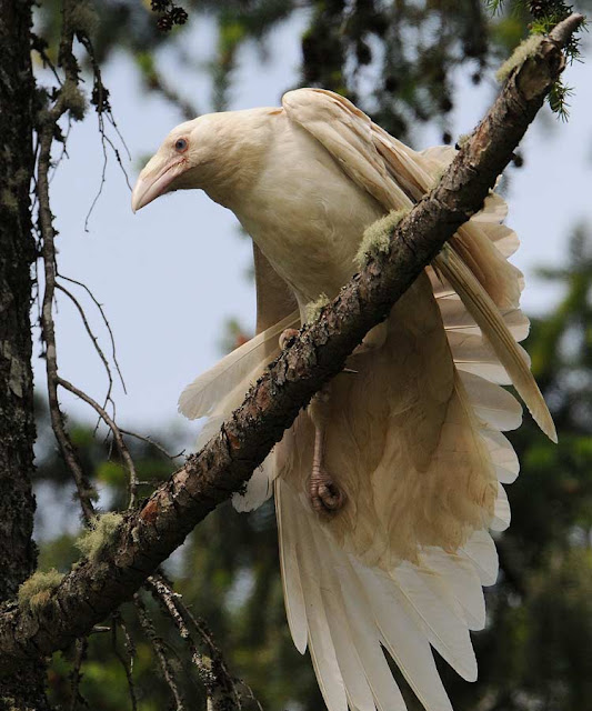 White Wolf : The Rare and Fascinating White Ravens of Vancouver Island