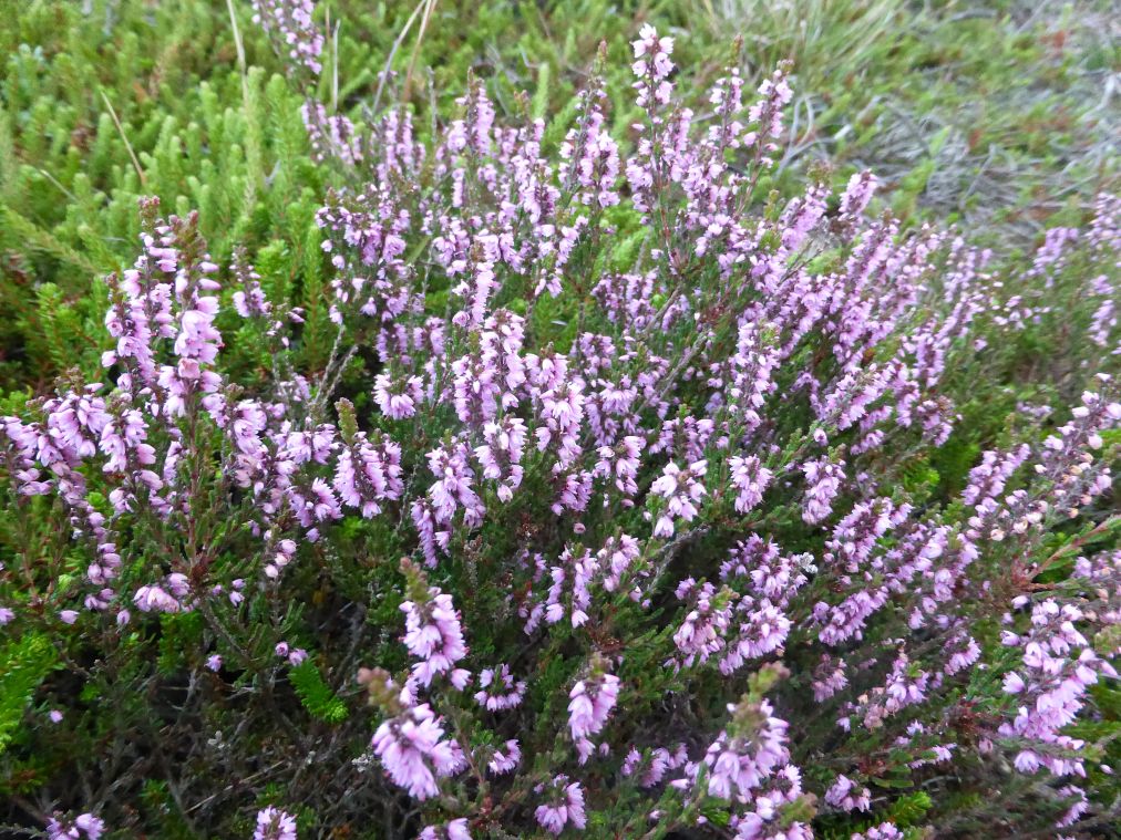 Erik Brejl: Hvid Lyng