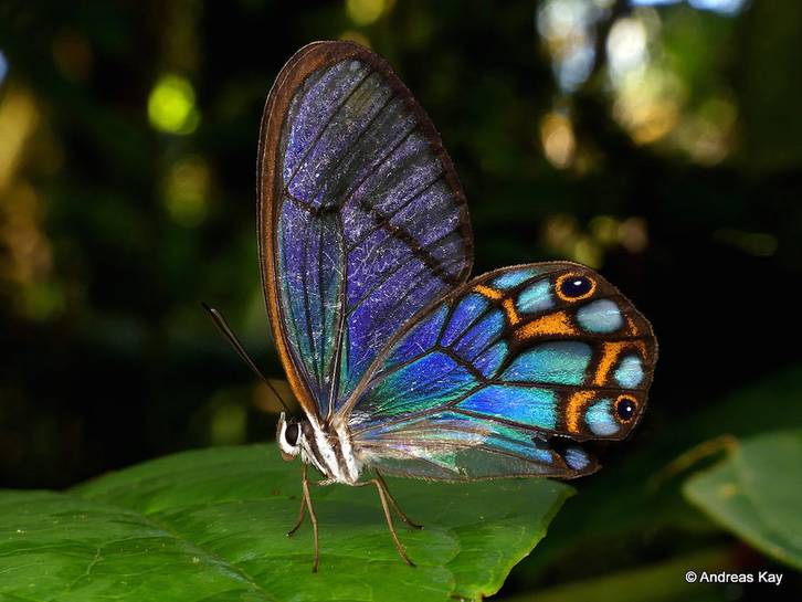 TYWKIWDBI ("Tai-Wiki-Widbee"): Tropical butterfly