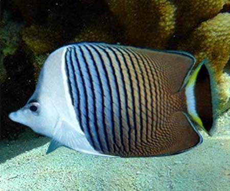 D' Ocean Aquarium: Ikan Kepe kepe (Butterfly Fish)