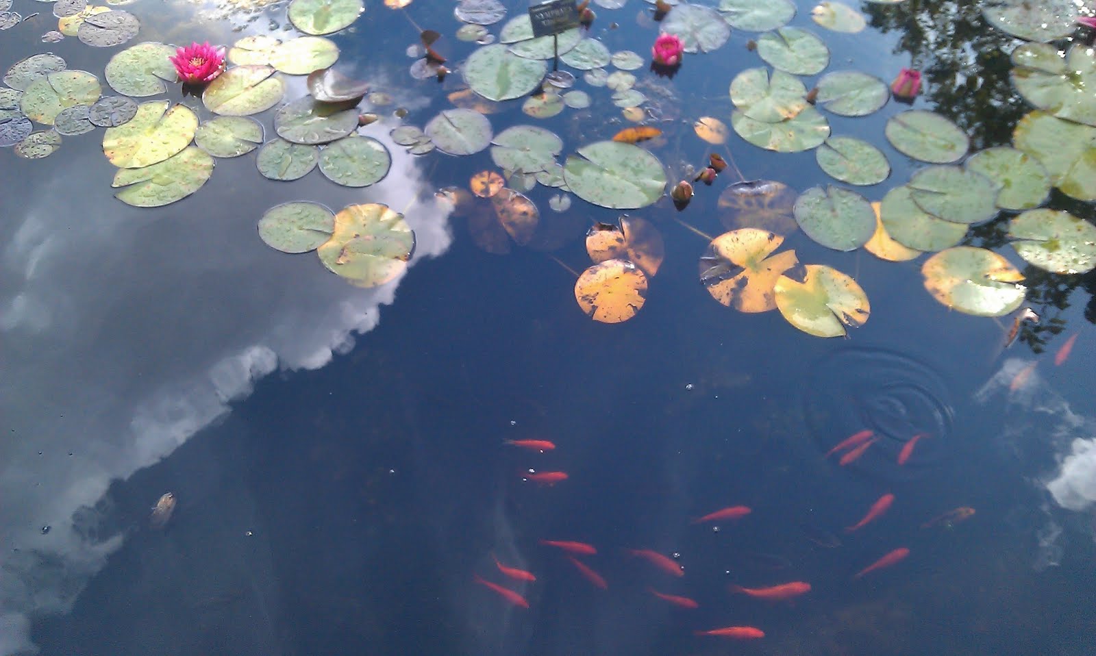 A bad witch's blog: Guided Visualisation: Fish in a Pond