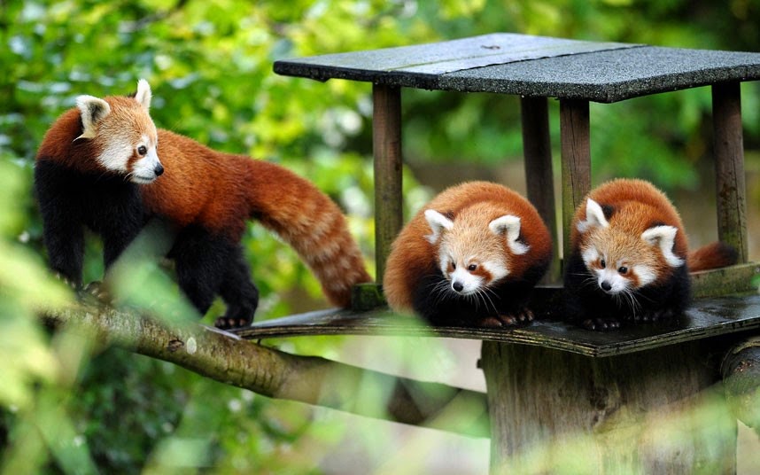 40 Adorable red panda pictures (40 pics) | Amazing Creatures