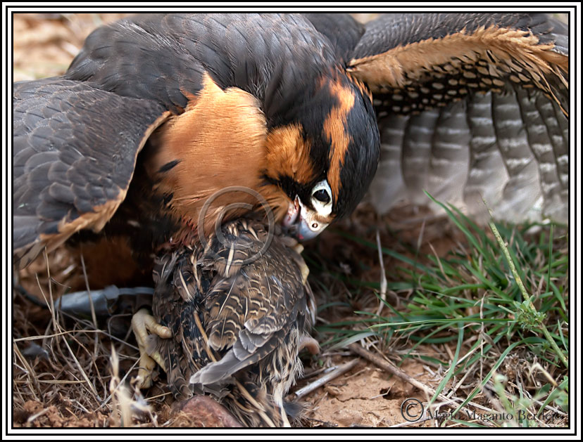 PERDIDO EN EL AMAZONAS: Falco femoralis (Halcón perdiguero. Halcón ...