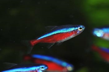 Mengenal ikan cardinal tetra ~ Aquascape Batang