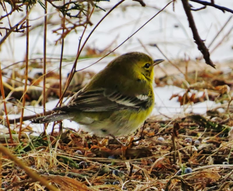 The Brownstone Birding Blog: Starting The Year With A Big January Bird ...