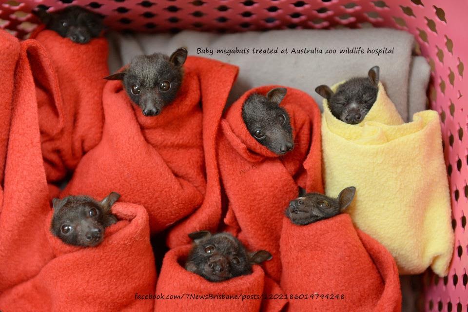 Baby Megabats treated at Australia zoo wildlife hospital flying-foxes ...