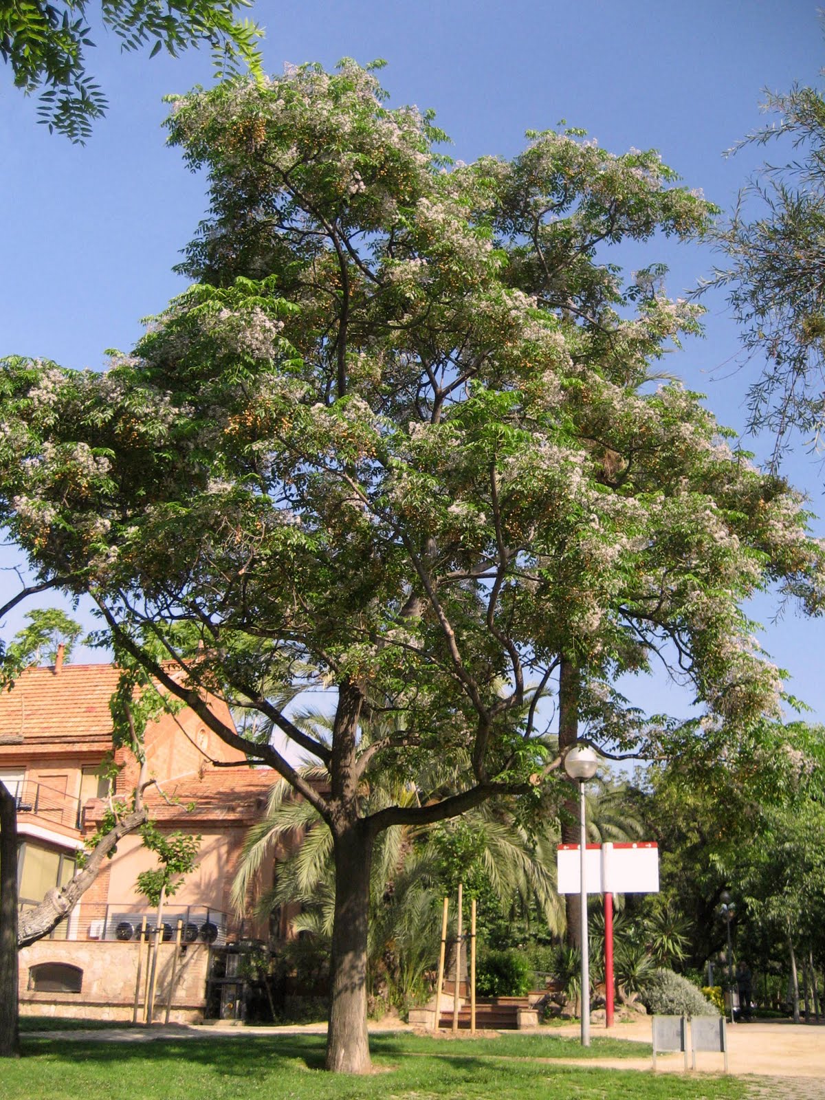 Árboles con alma: Cinamomo. Melia. (Melia azedarach)