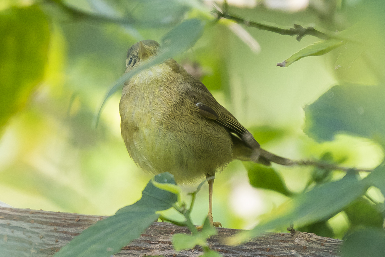 As The Crow Flies - a Hong Kong Birding Blog: Yellow-streaked Warbler ...