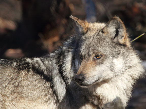 Ecobirder: Wildlife Science Center