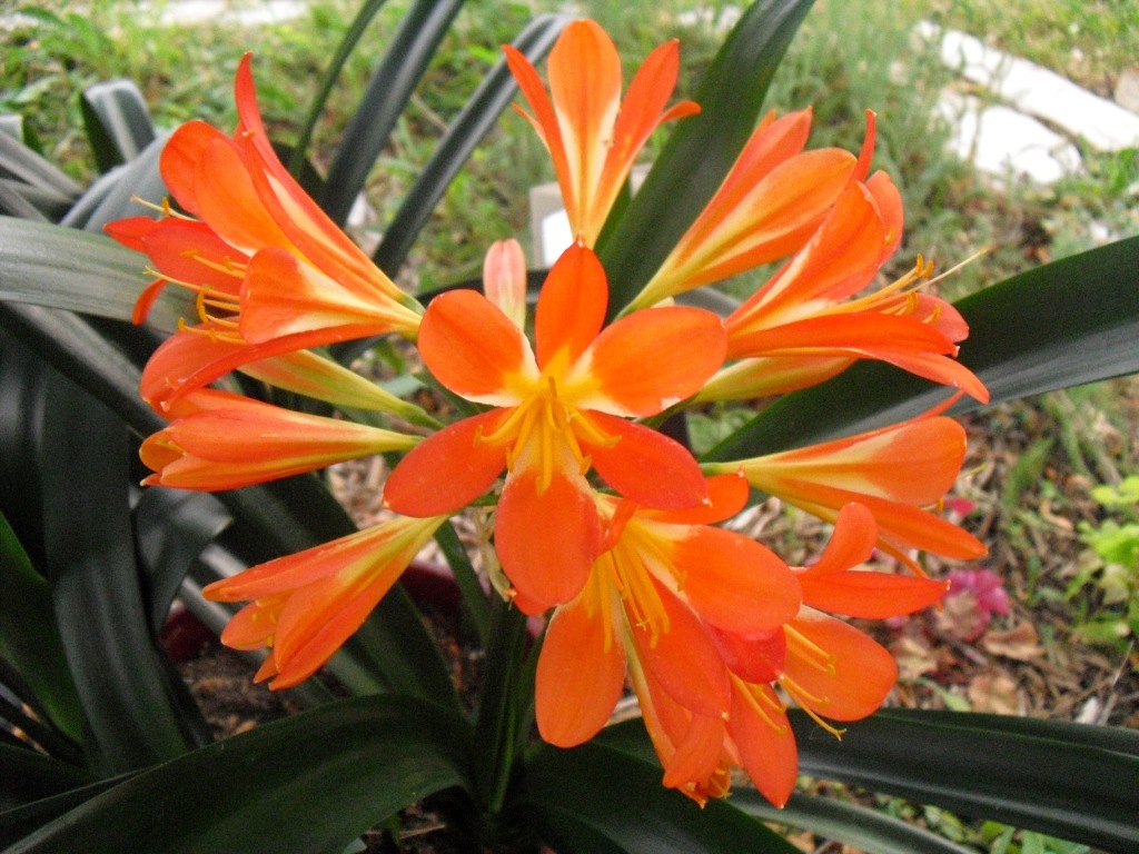 Life Among the Leaves: Impatience Rewarded: Blooming Clivia