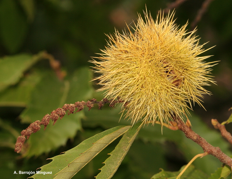 Naturaleza Viva: Castanea sativa Mill. Fam: Fagaceae