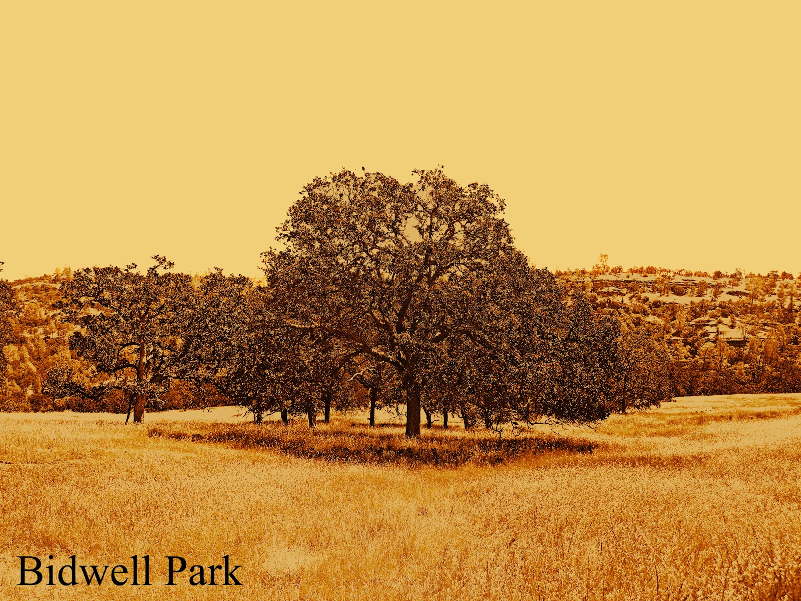 El San Carleño: Chico. The City of Trees