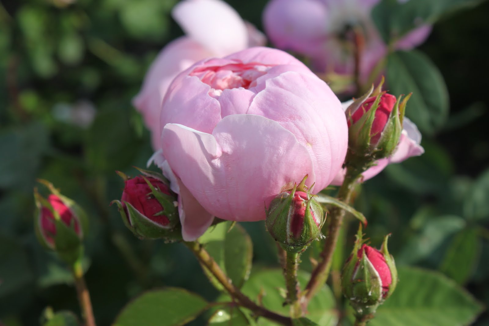 3@12: Peonies, Lavender and Roses