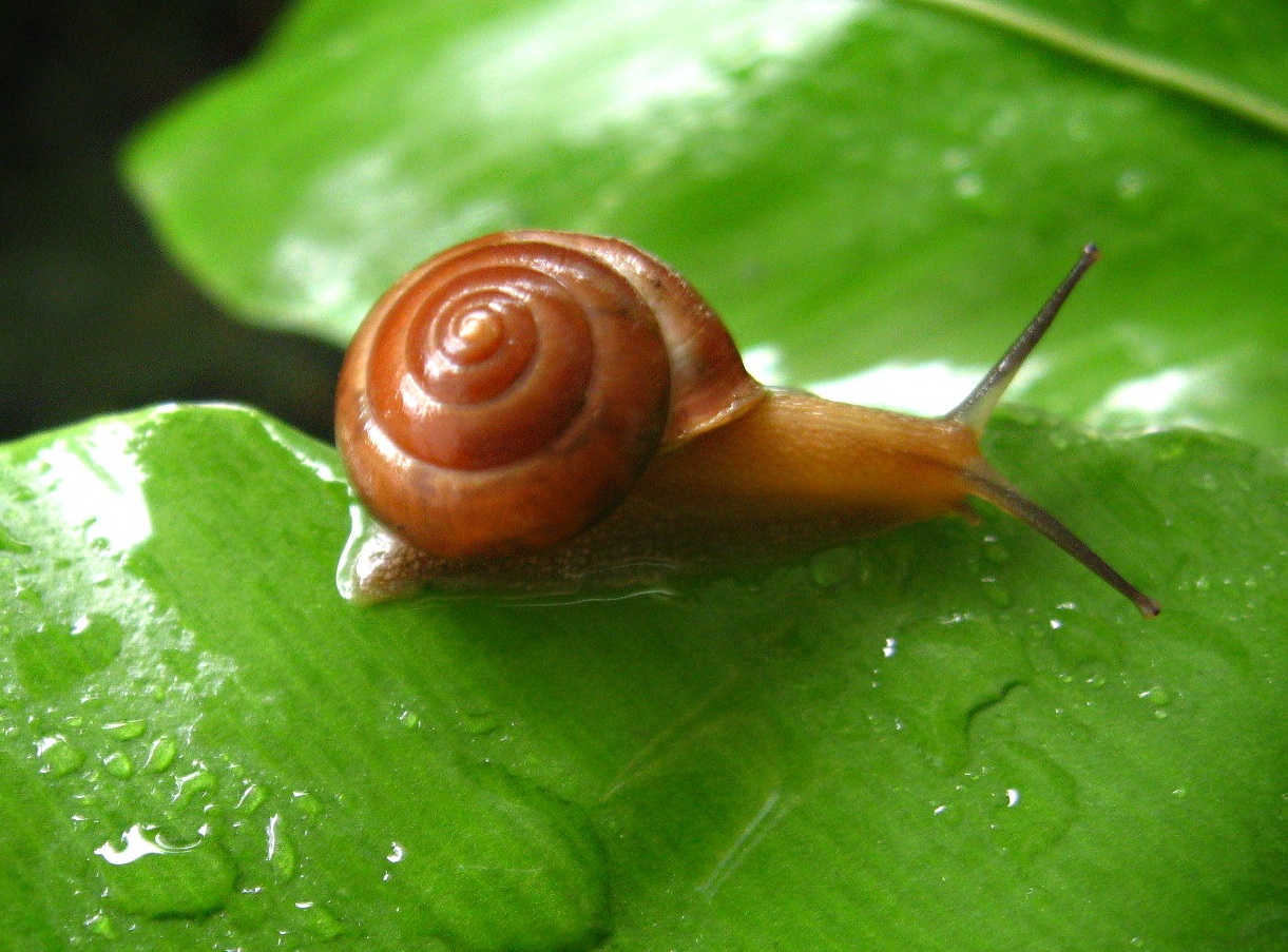 Uniknya 15 Siput Dengan Warna Berbeda, Semuanya Lucu-Lucu Loh | IDNPortal
