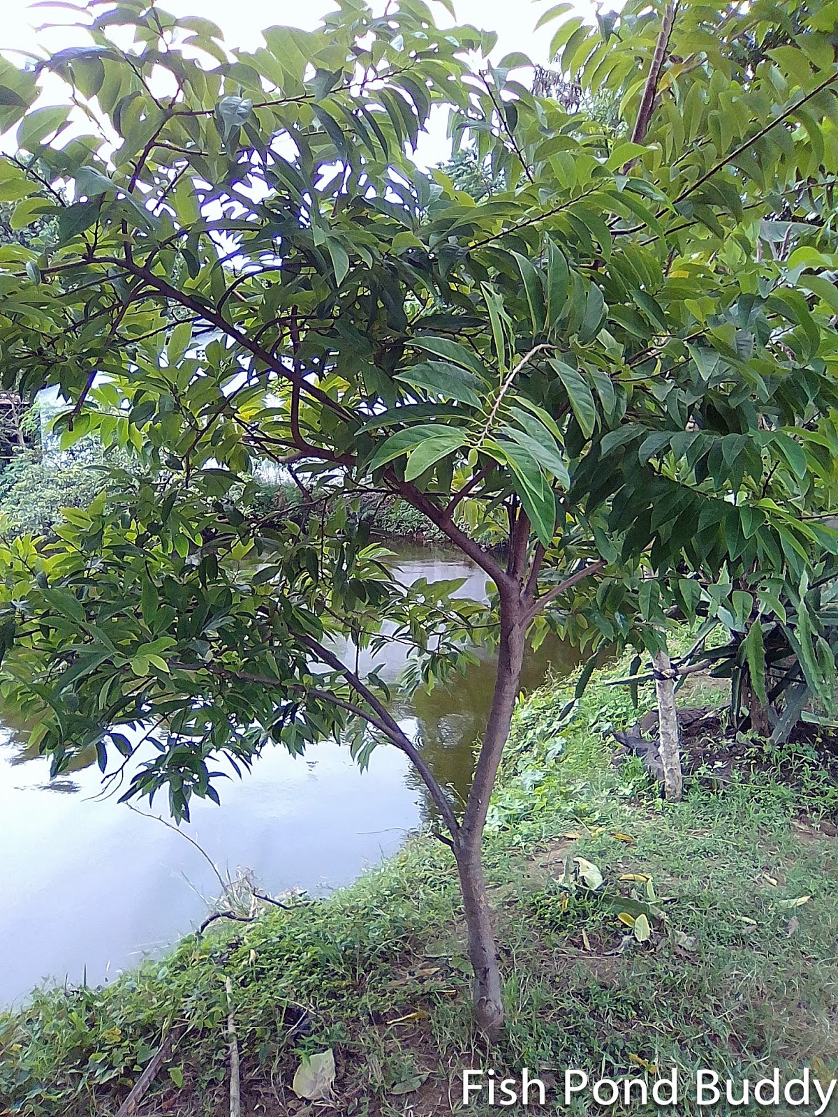 Fish Pond Buddy: June 2016